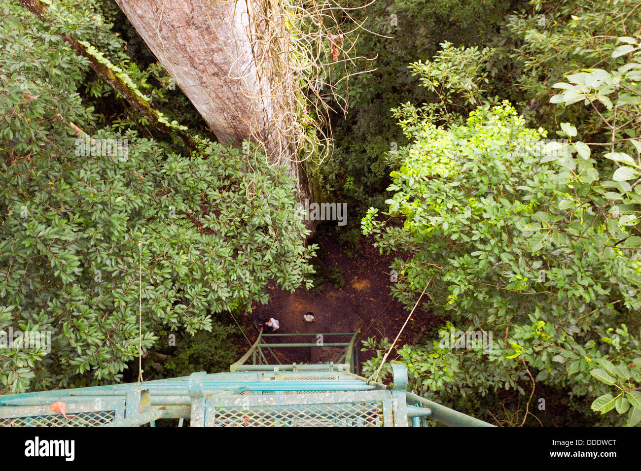 Amazon rainforest looking down hi-res stock photography and images - Alamy