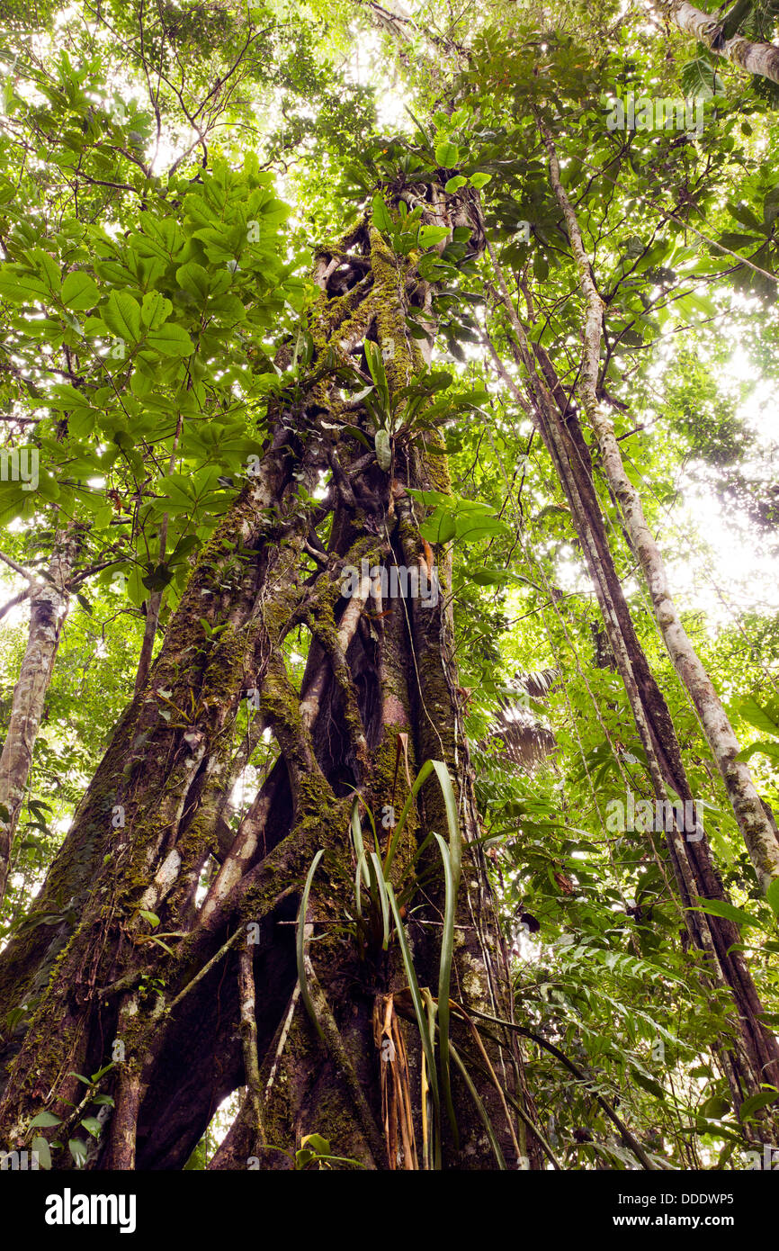 Rainforest Strangler Fig Tree