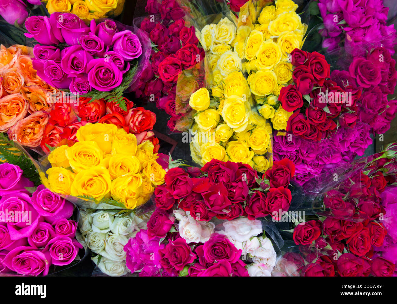 Bunches of pink roses hi-res stock photography and images - Alamy