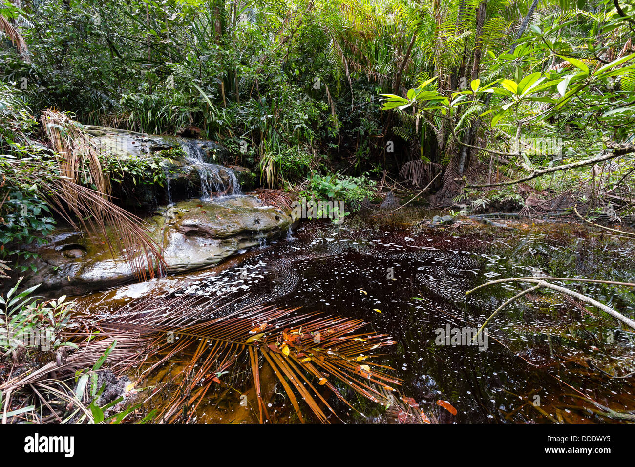 A small river in the rainforest Stock Photo - Alamy