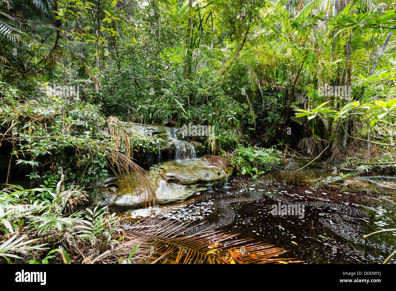 A small river in the rainforest Stock Photo - Alamy