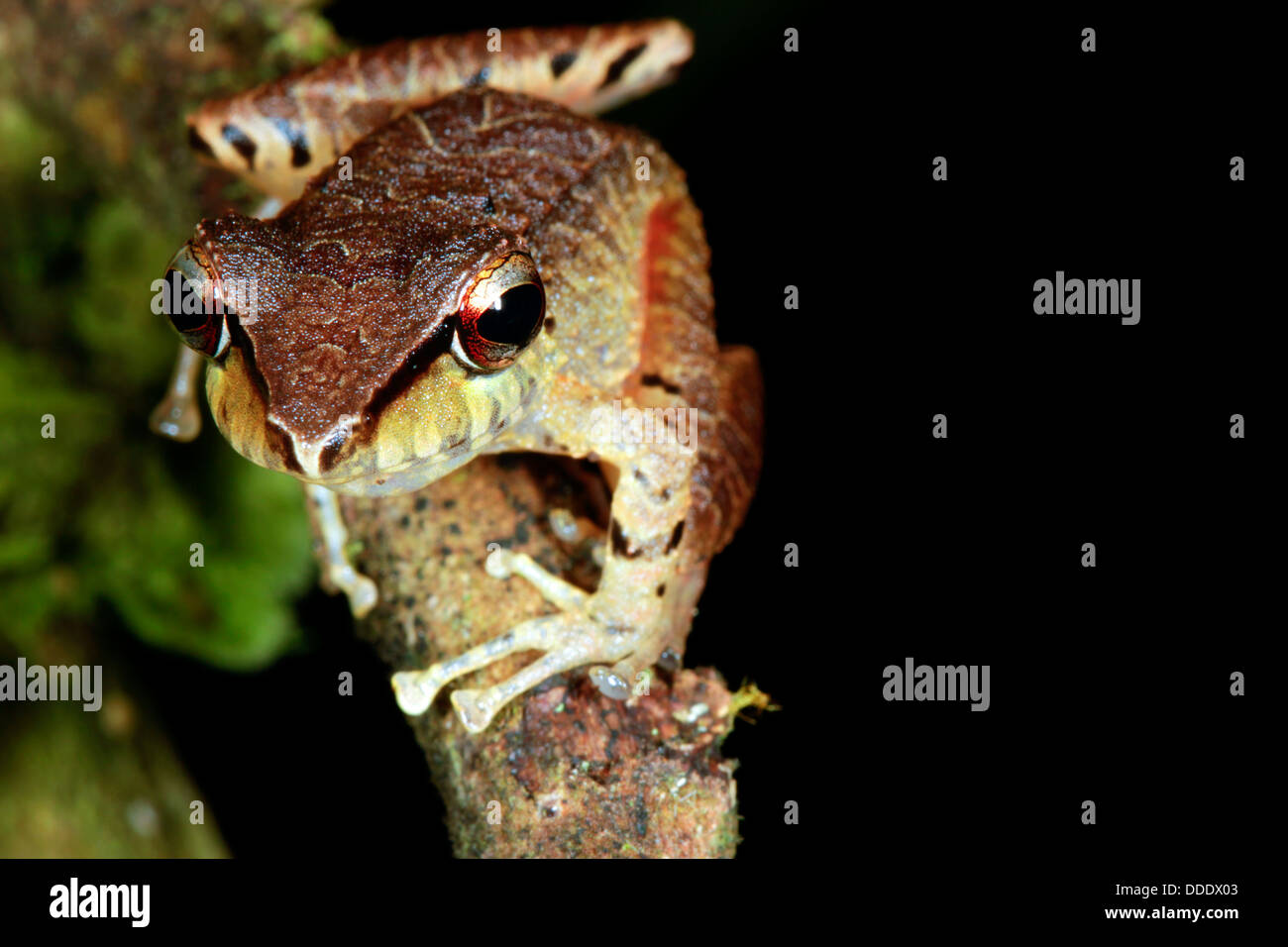 Frog pose hi-res stock photography and images - Alamy