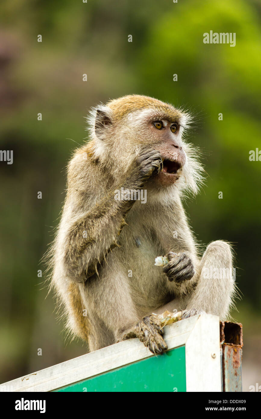 Macaque Monkey feeding whilst sitting on a metal sign Stock Photo - Alamy