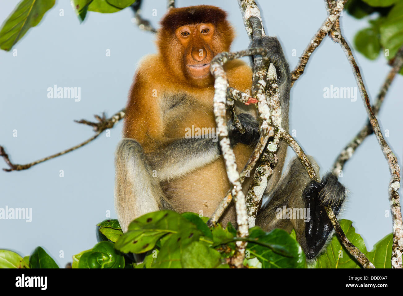 Proboscis Monkey in a tree in the rain forest Stock Photo - Alamy