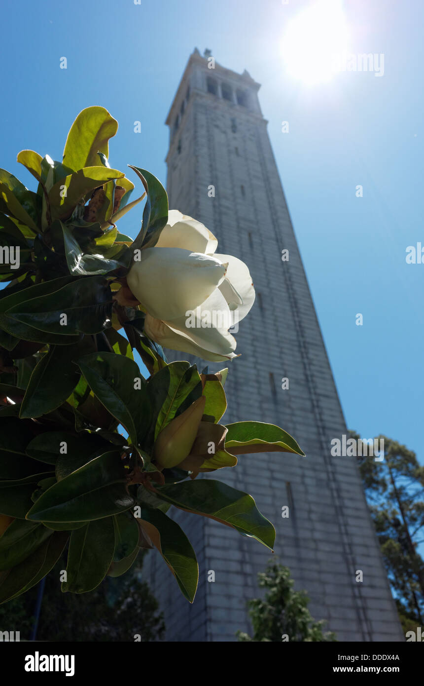 University of California, Berkeley, Campanile Stock Photo - Alamy