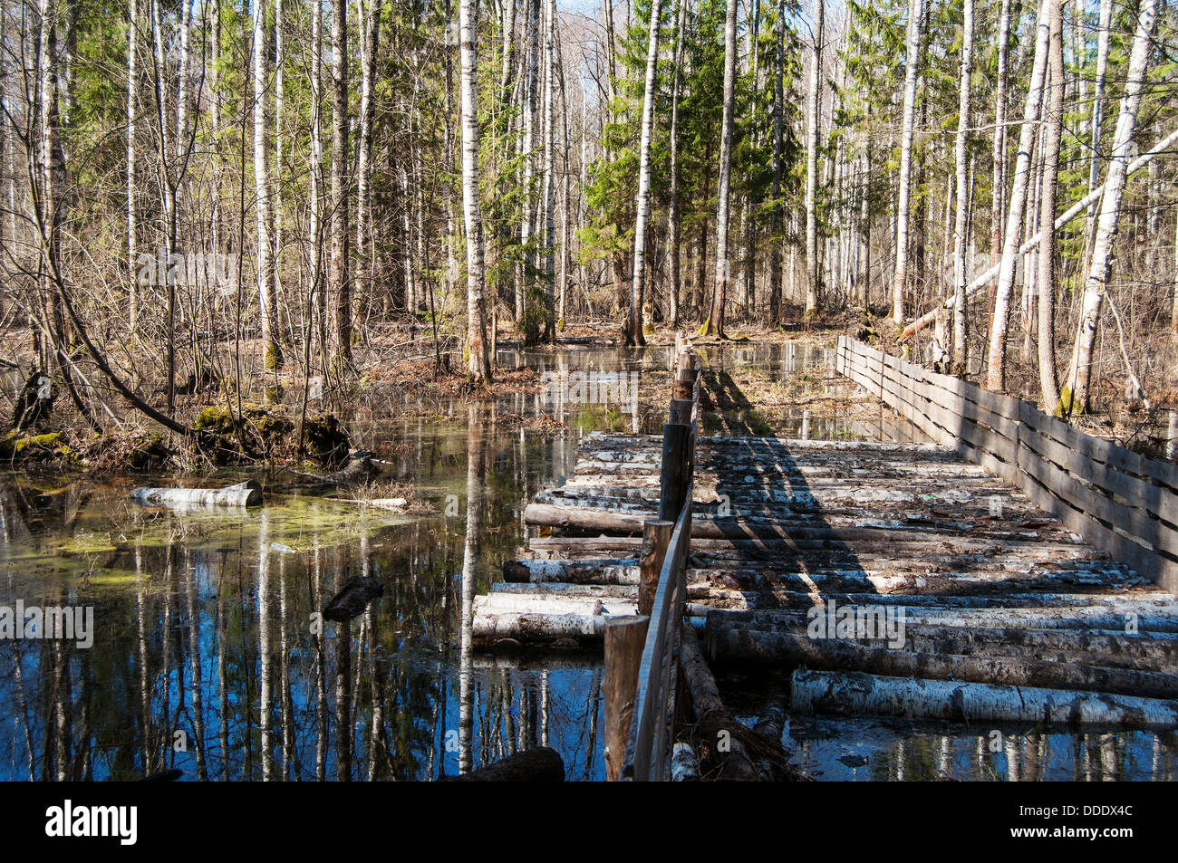 Russian landscape - spring flood in the forest Stock Photo - Alamy