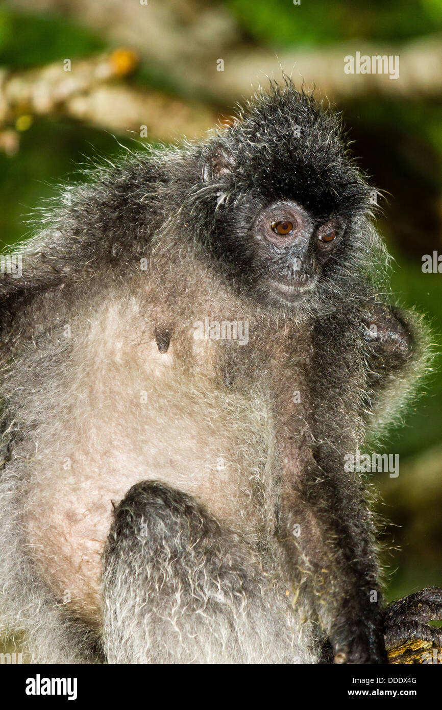 Silver Leaf Monkey in the Jungles of Borneo Stock Photo - Alamy