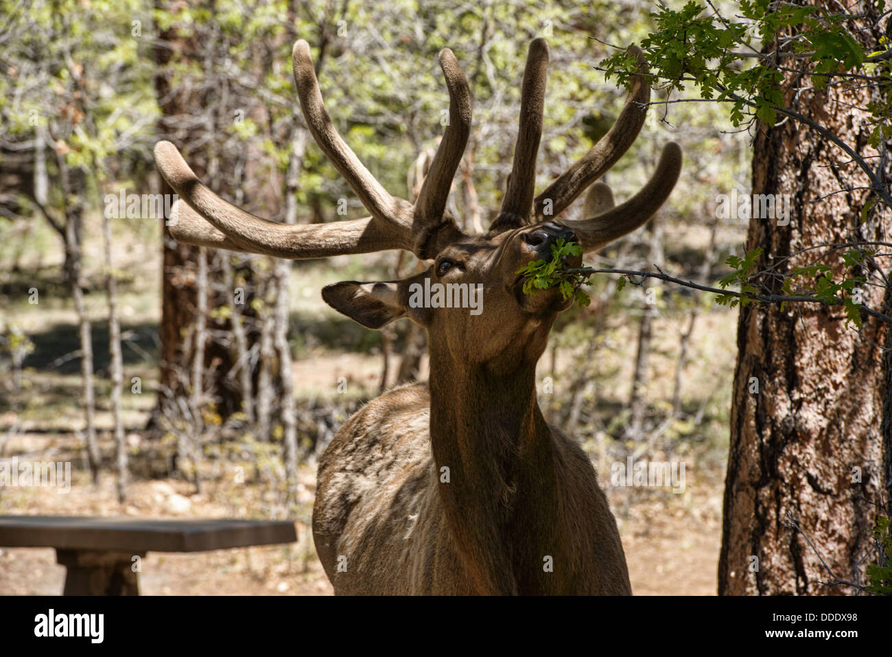 A bull elk (Cervus canadensis) showing off his rack, Grand Canyon ...