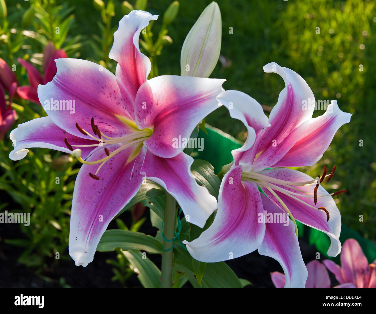 Pink lily hi-res stock photography and images - Alamy