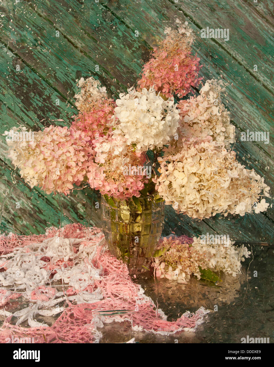 wet still life with pink hydrangea bouquet through wet glass Stock ...