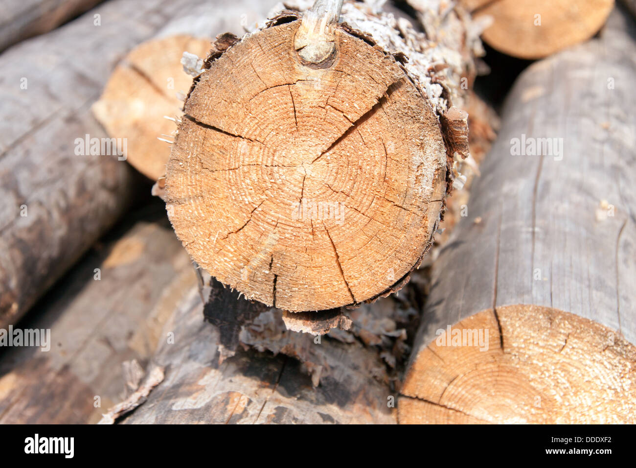 Pile of pine wood logs Stock Photo - Alamy