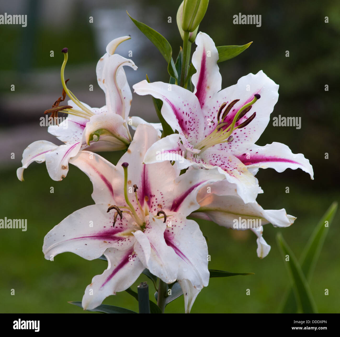 White Tiger Lily Flower Bouquet