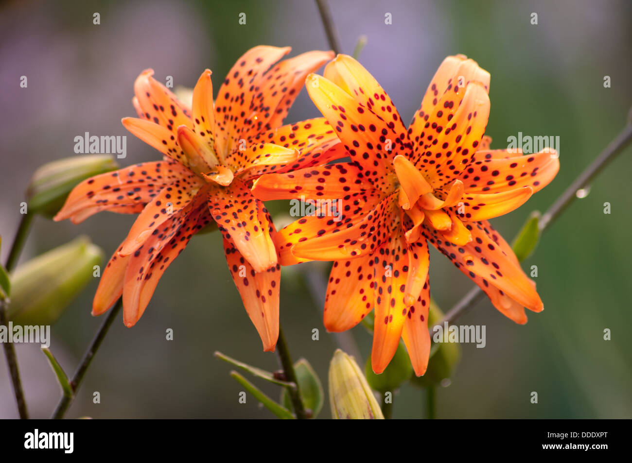 Tiger spot color hi-res stock photography and images - Alamy