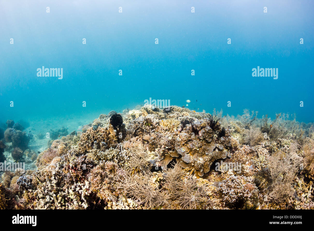 The sun illuminating a tropical coral reef Stock Photo - Alamy