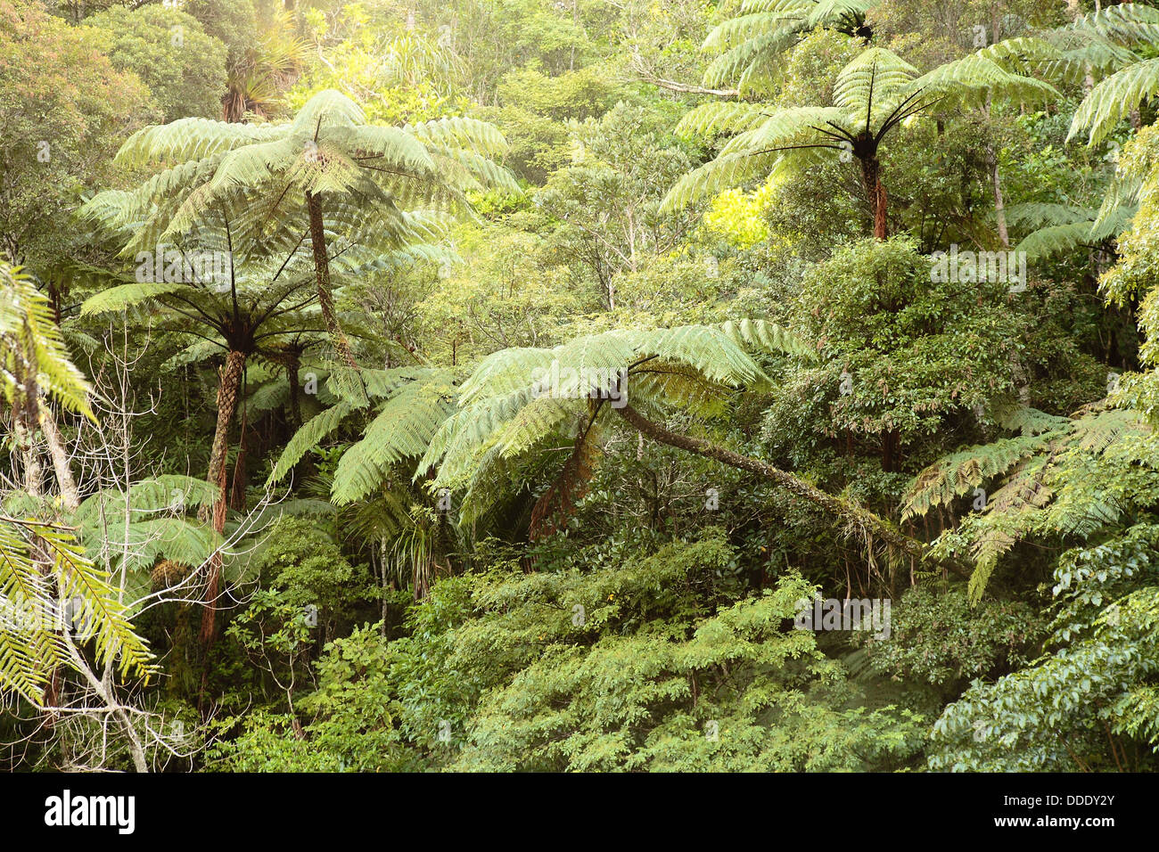 Cyathea medullaris tree ferns in Northland New Zealand Stock Photo - Alamy