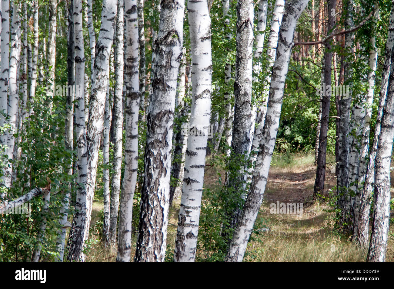Birchwood in bright summer sunny day in Ukraine Stock Photo - Alamy