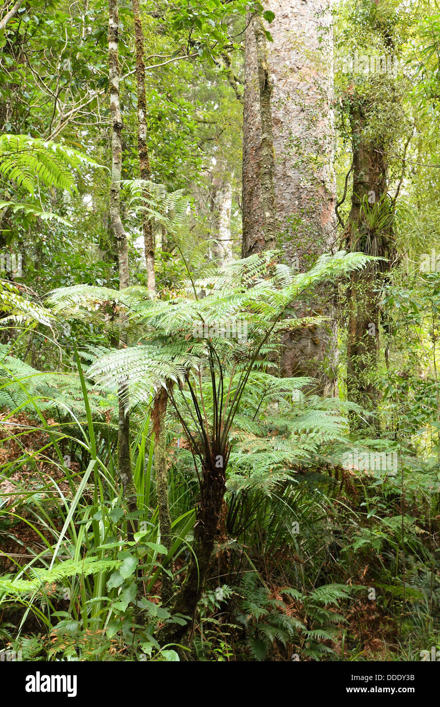 Dicksonia lanata - Native New Zealand tree fern Stock Photo - Alamy