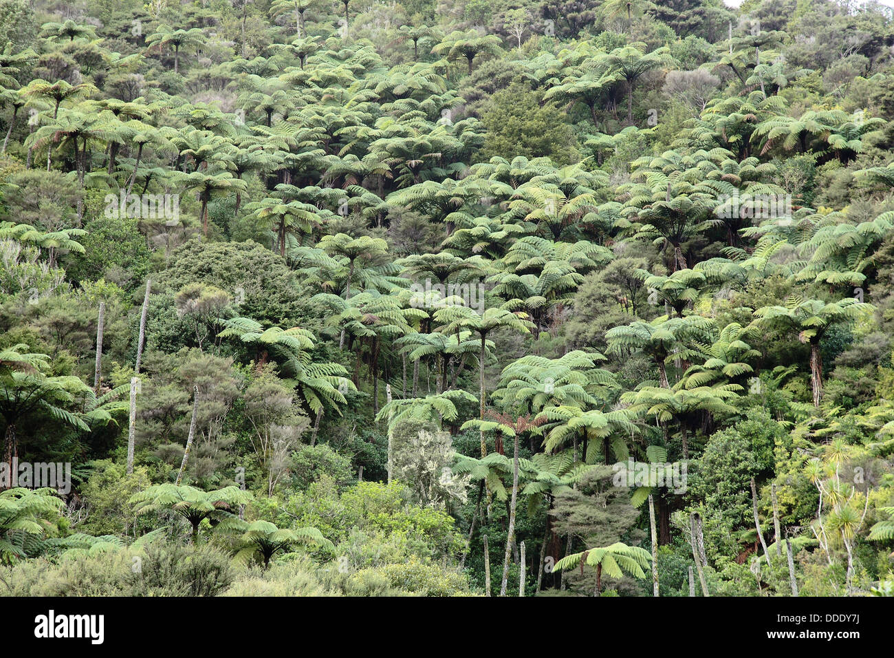 Auckland ferns hi-res stock photography and images - Alamy