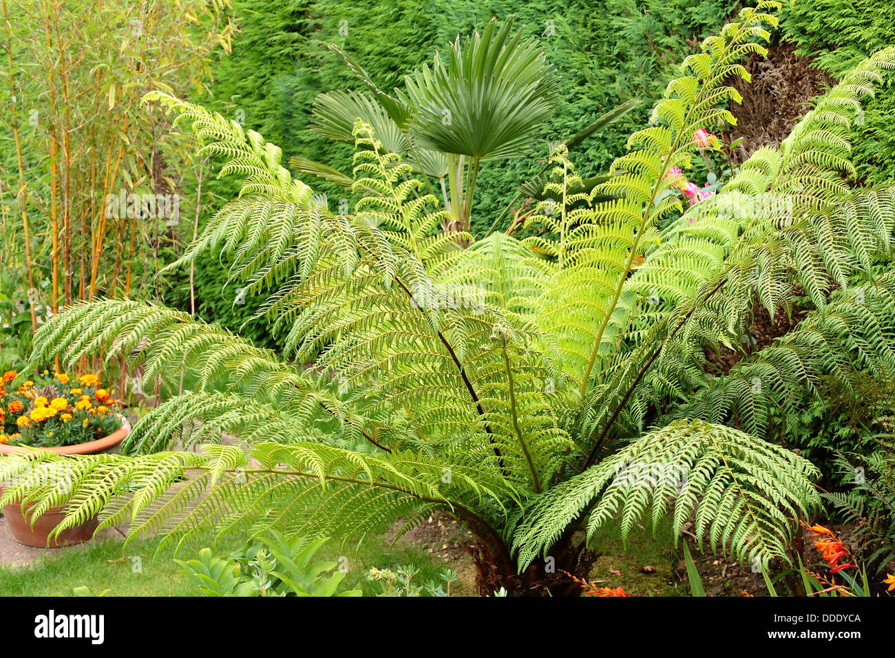 Tree Fern Dicksonia antarctica Stock Photo - Alamy