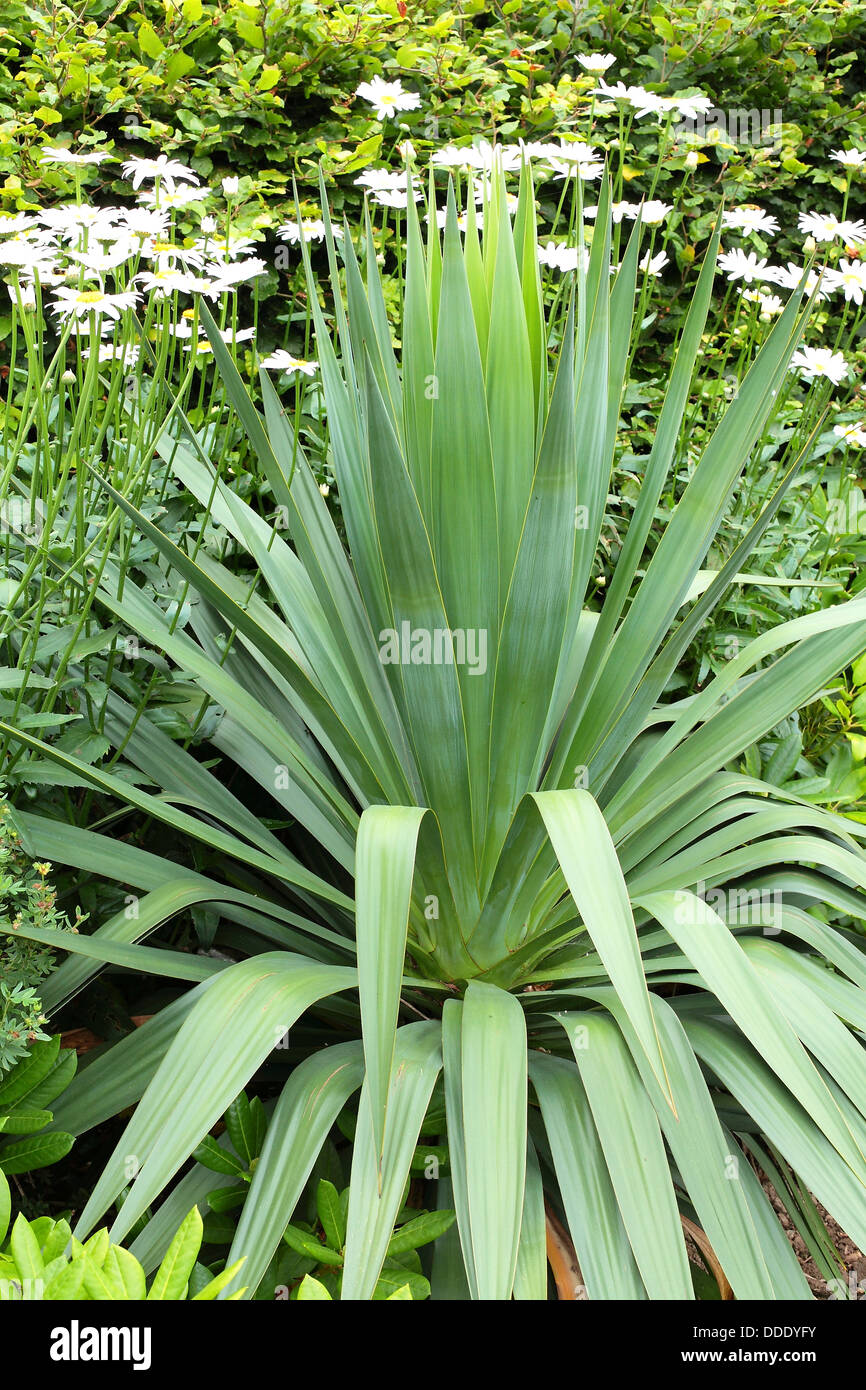 Yucca recurvifolia hi-res stock photography and images - Alamy