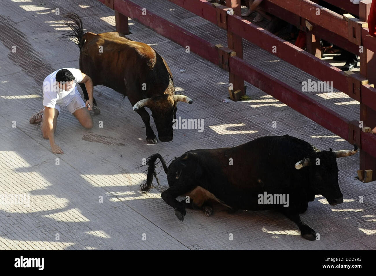 Sierlauf auf der Plaza de Toros. Beim Stierlauf reibt man Stiere durch ...