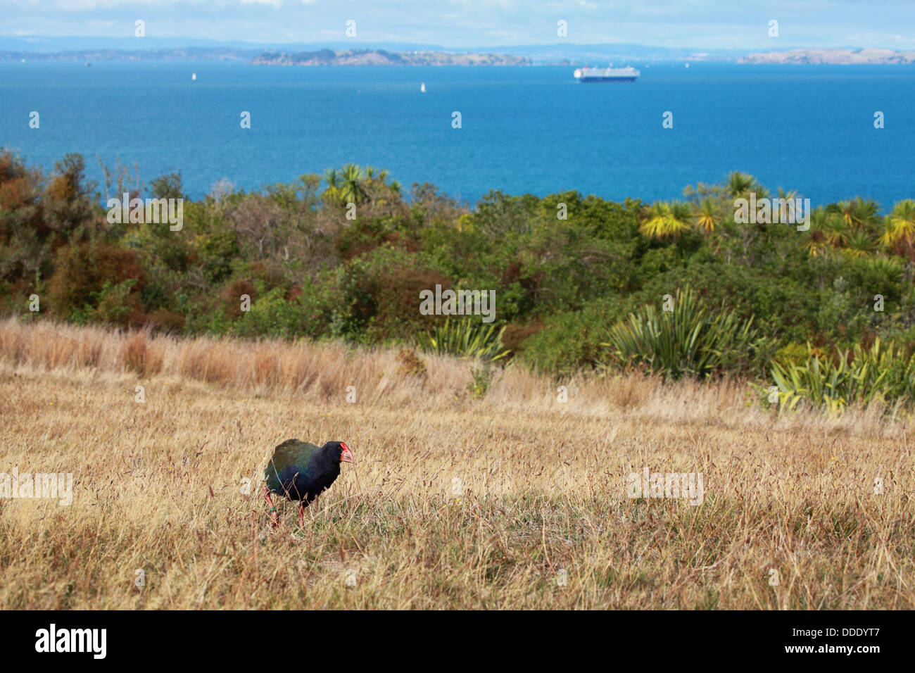Takahe - Native New Zealand Bird at Tiritiri Island, Auckland Stock ...