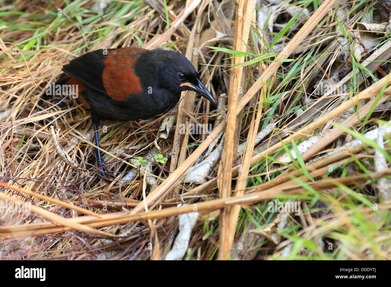 Native bird of new zealand hi-res stock photography and images - Alamy