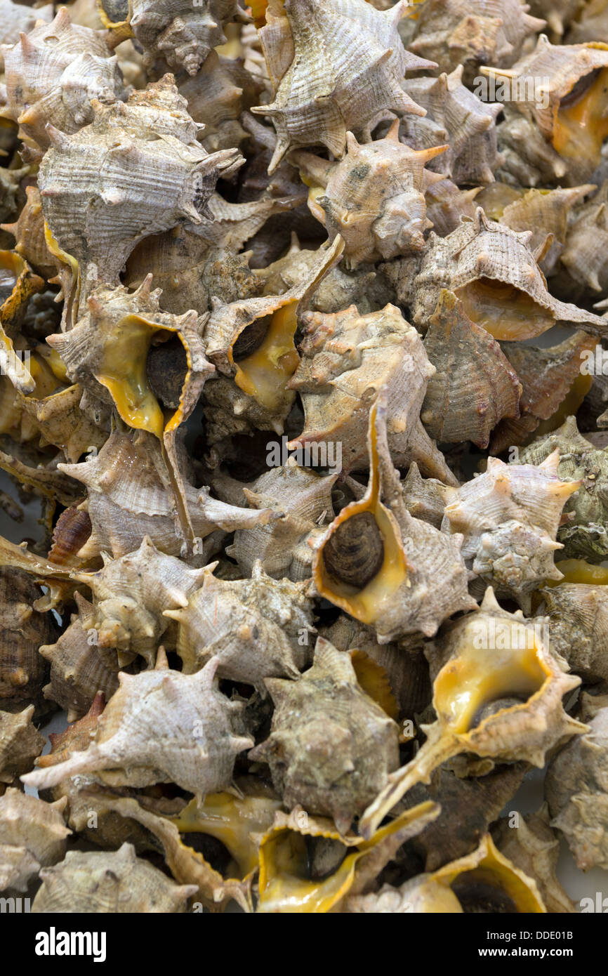Rapana hi-res stock photography and images - Alamy