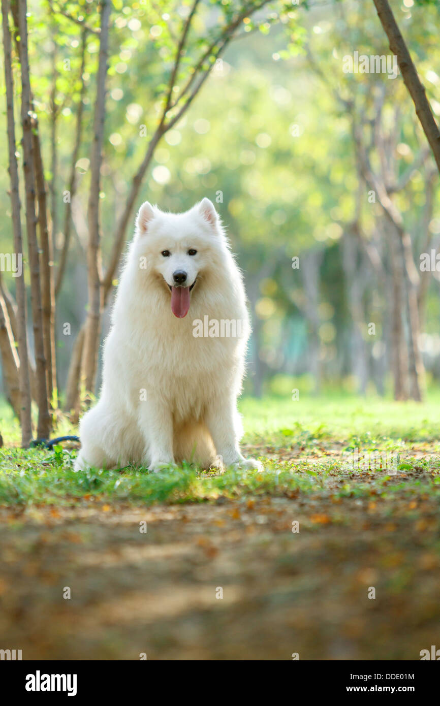 Samojede hi-res stock photography and images - Alamy