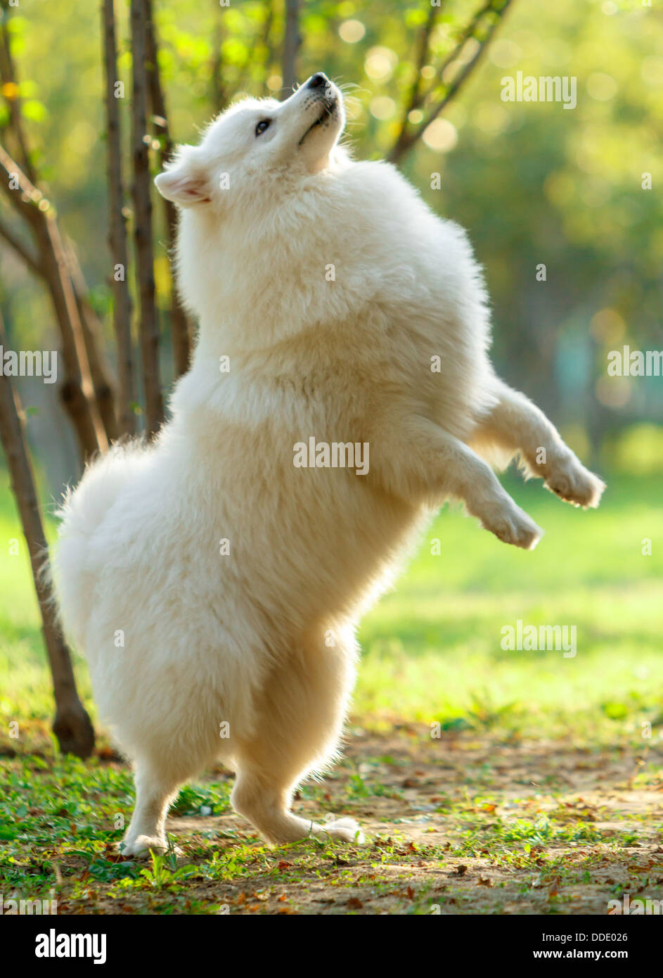 Samojede hi-res stock photography and images - Alamy