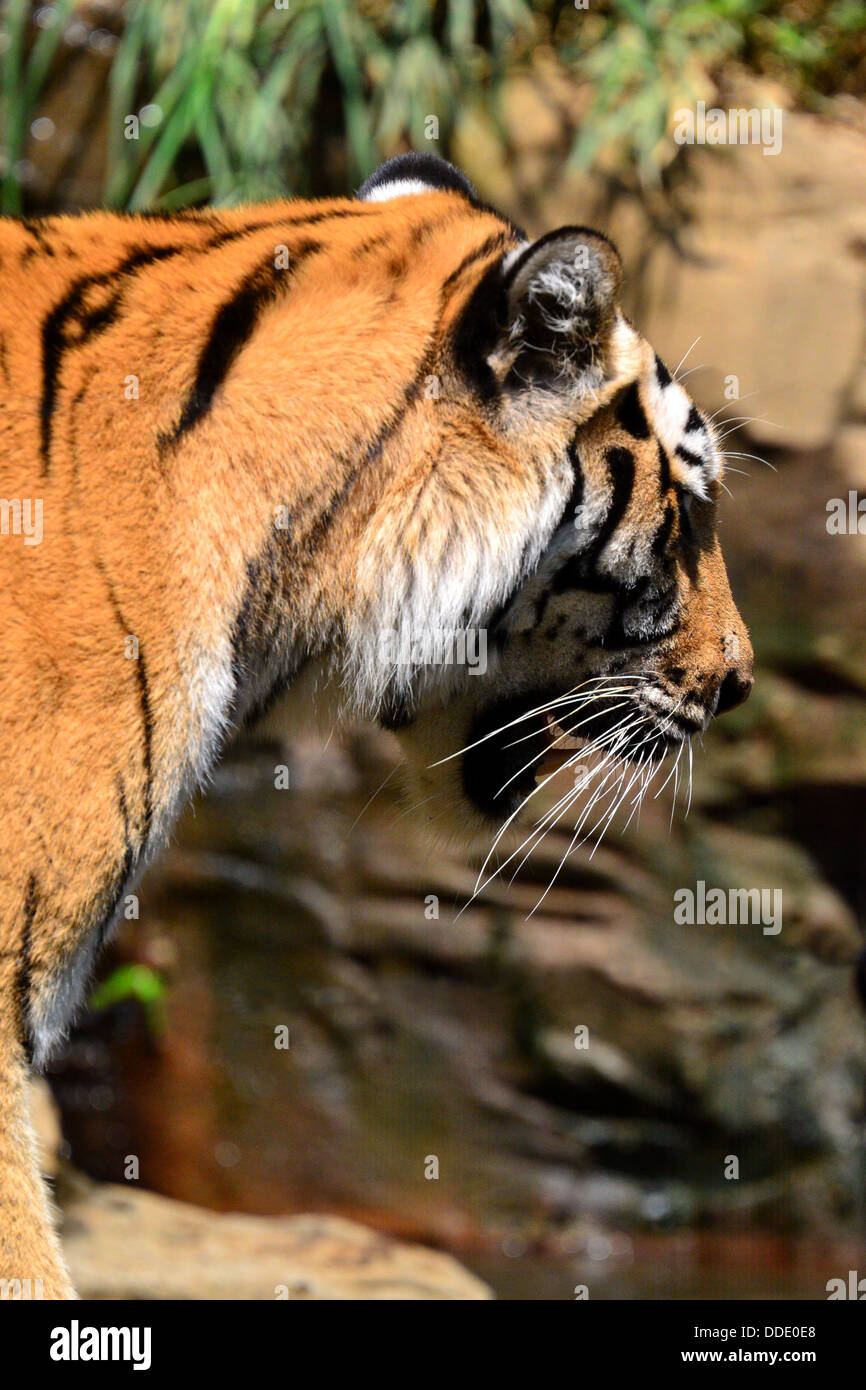 Siberian tiger = Panthera tigris altaica Stock Photo - Alamy