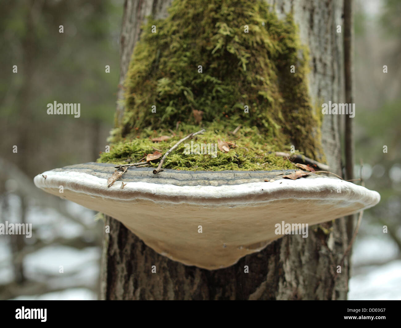 The big tinder fungus on a tree in a wood Stock Photo - Alamy