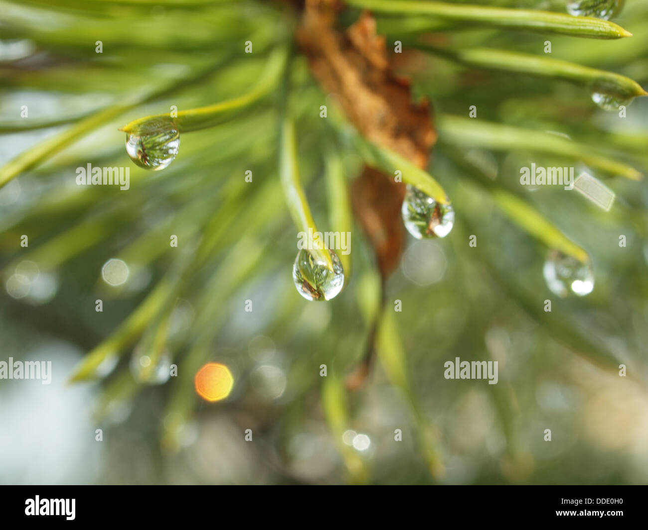 Branch of a pine after a rain Stock Photo - Alamy