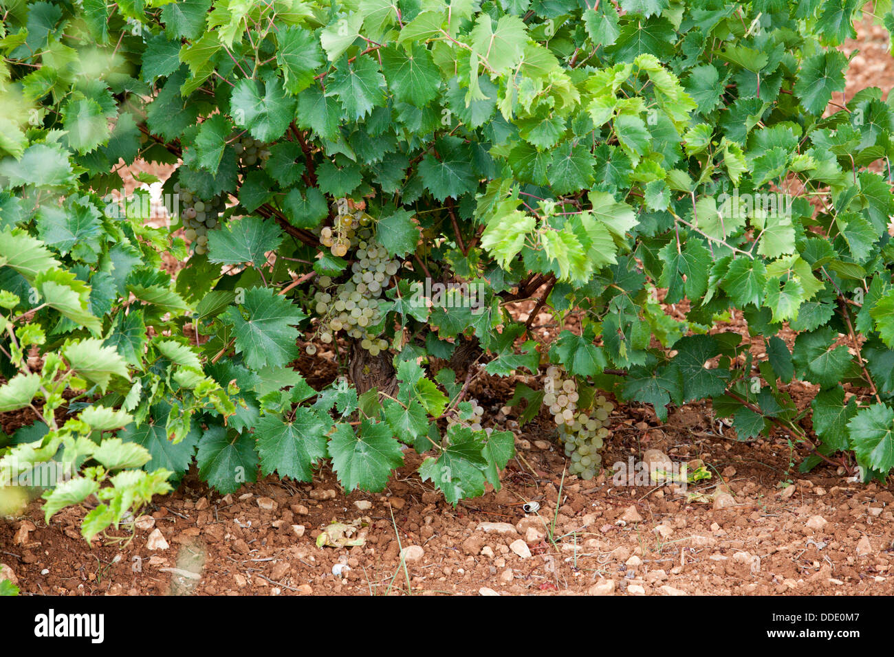 Grapes on the vine hi-res stock photography and images - Alamy