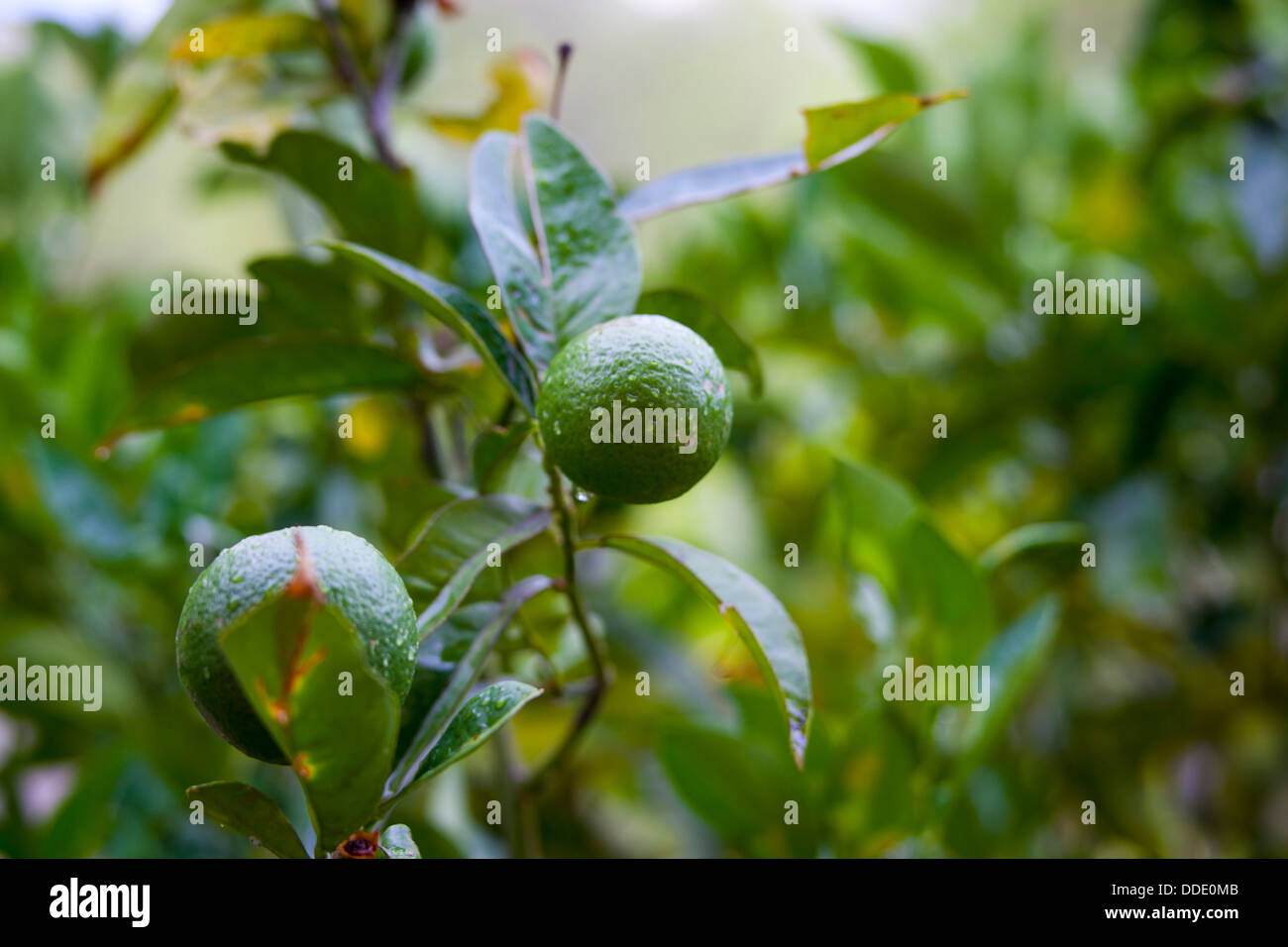 Unripe leaf hi-res stock photography and images - Alamy