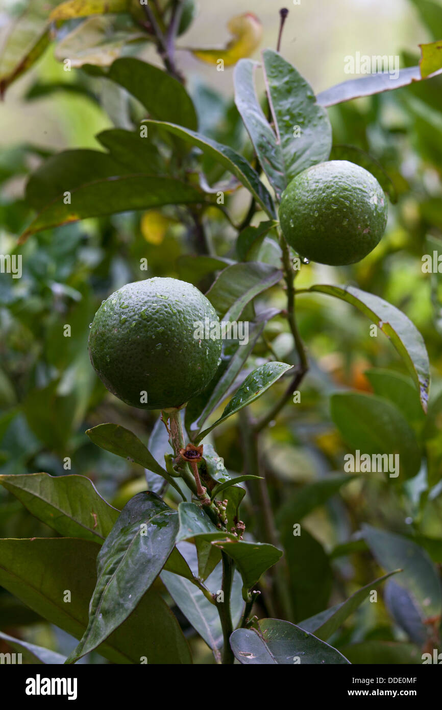 Unripe oranges hi-res stock photography and images - Alamy
