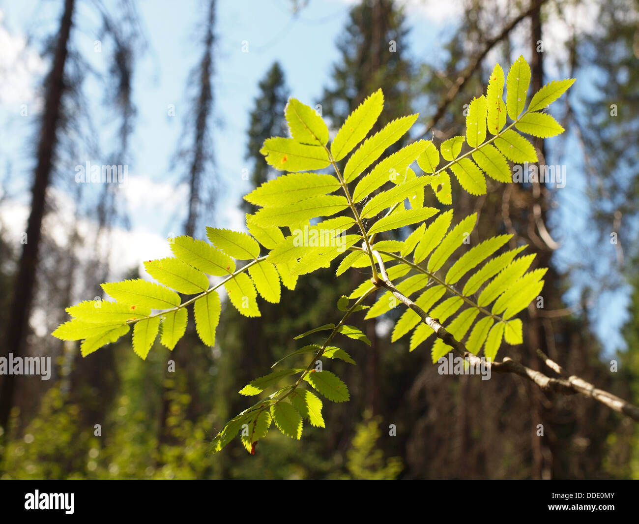 Mountain ash in a wood in summer Stock Photo - Alamy