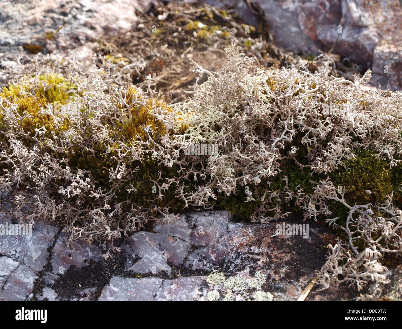 Lichen stain hi-res stock photography and images - Alamy