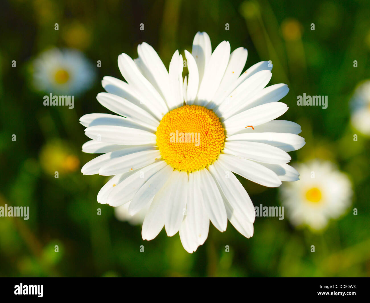 Camomiles in a wood Stock Photo - Alamy