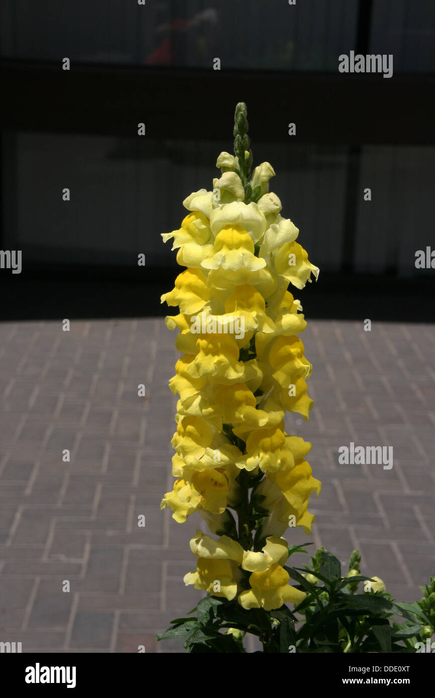 Snapdragons flowers hi-res stock photography and images - Alamy