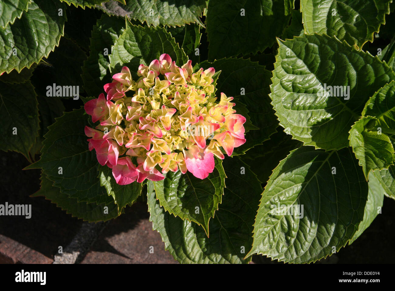 Green hydrangea hi-res stock photography and images - Alamy