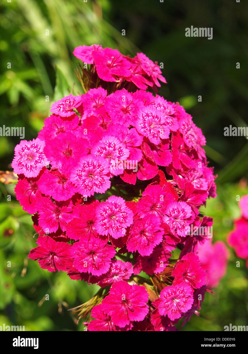Carnation in a wood Stock Photo - Alamy