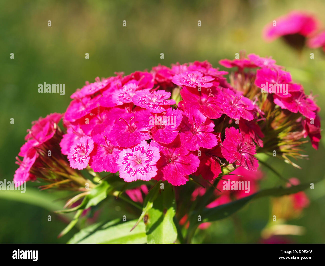 Carnation in a wood Stock Photo - Alamy