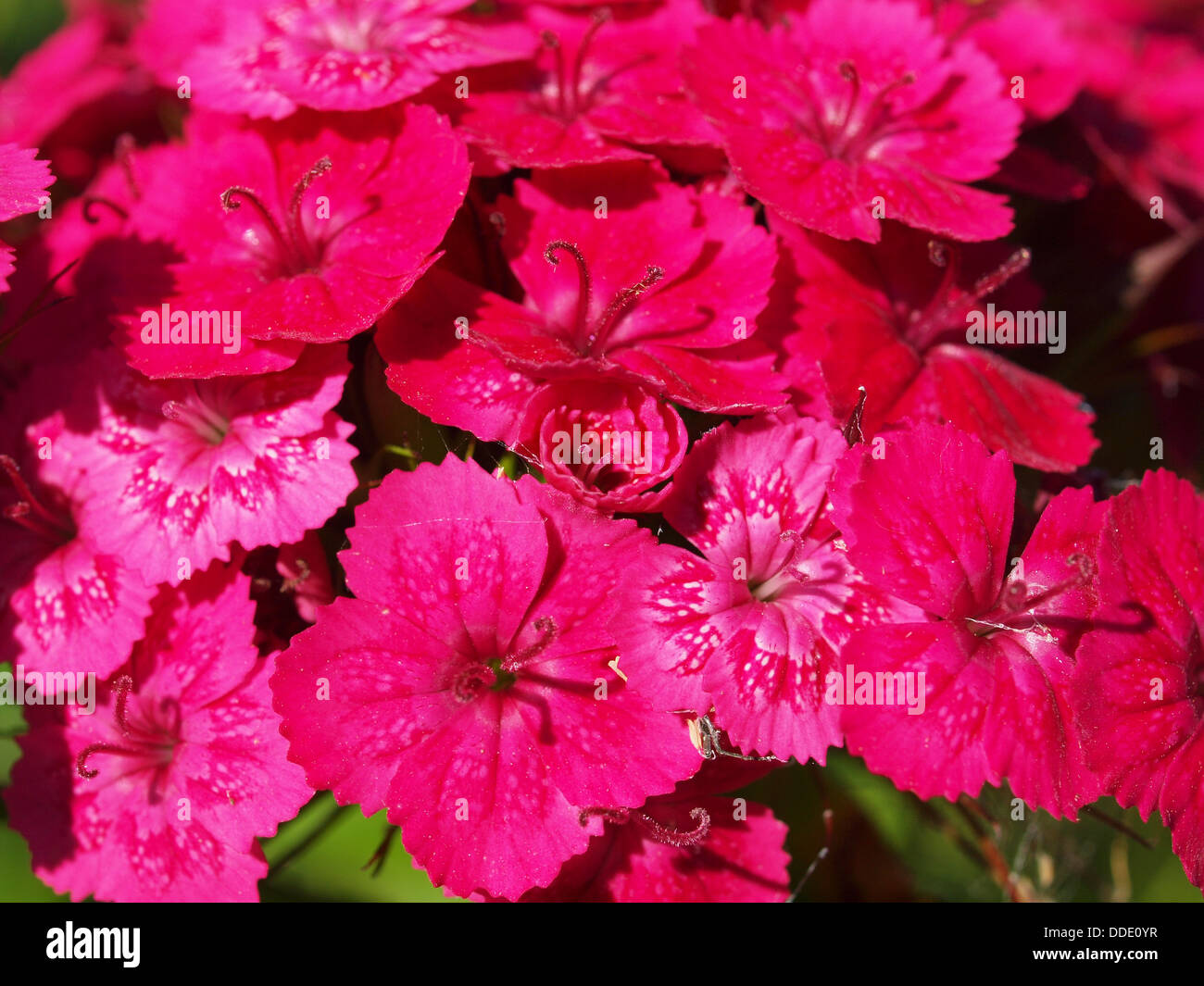 Carnation in a wood Stock Photo - Alamy