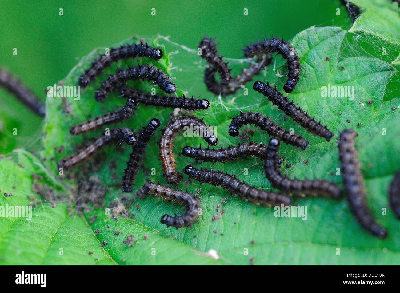 Nettle caterpillar on a leaf hi-res stock photography and images - Alamy