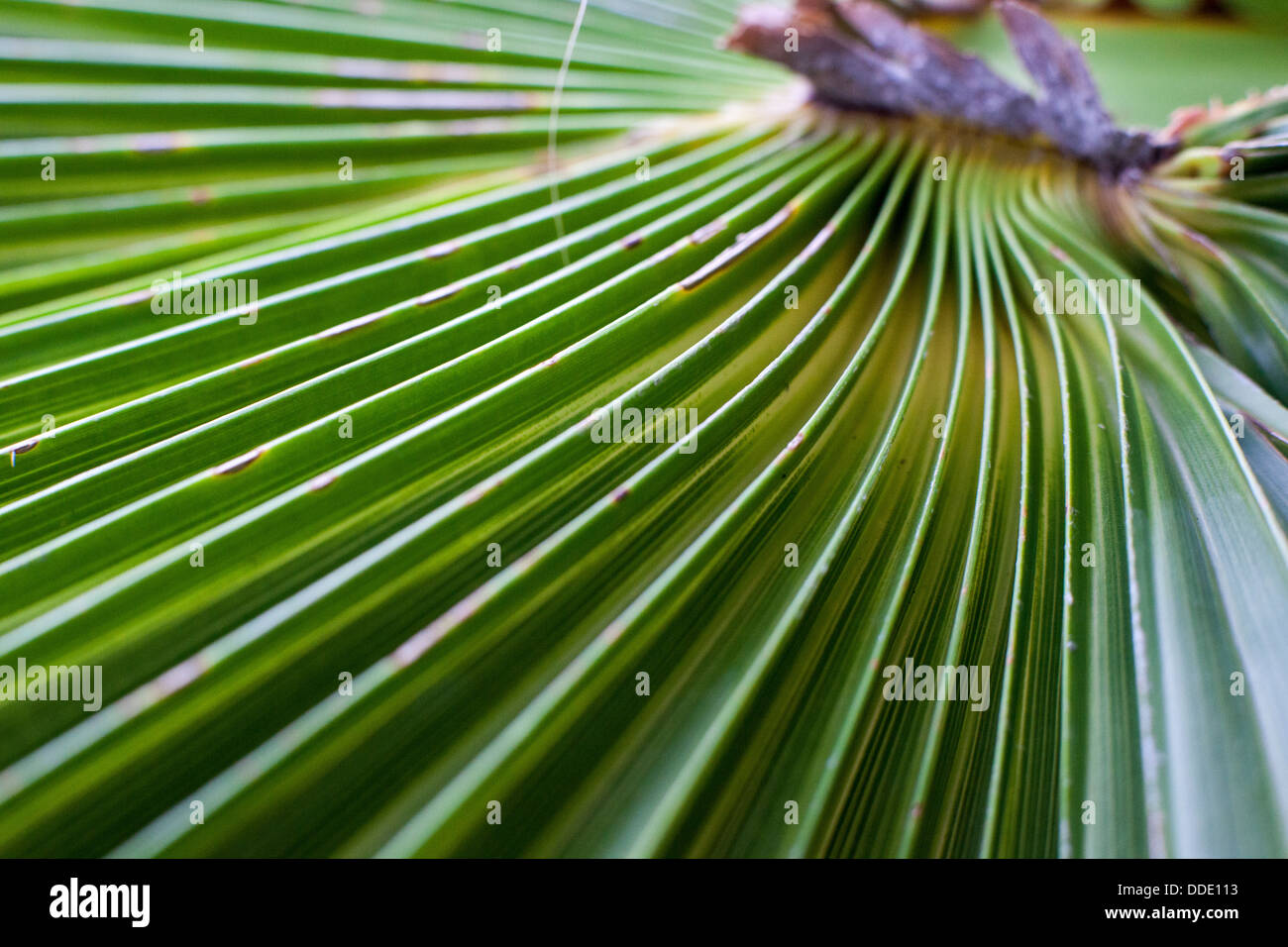 European fan palm tree hi-res stock photography and images - Alamy