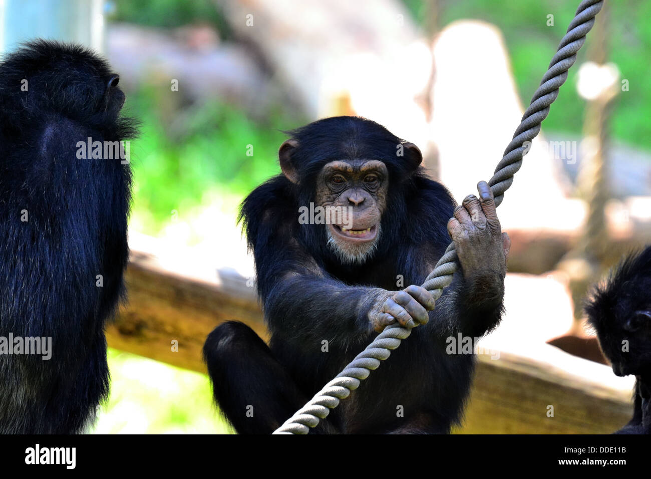 Common chimpanzee hi-res stock photography and images - Alamy