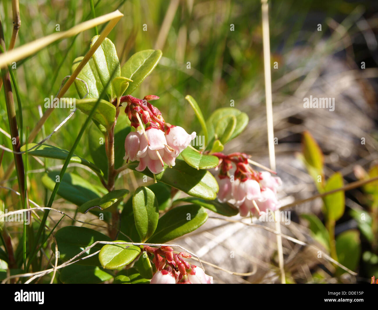 Beautiful red flowers in a wood in the summer Stock Photo - Alamy