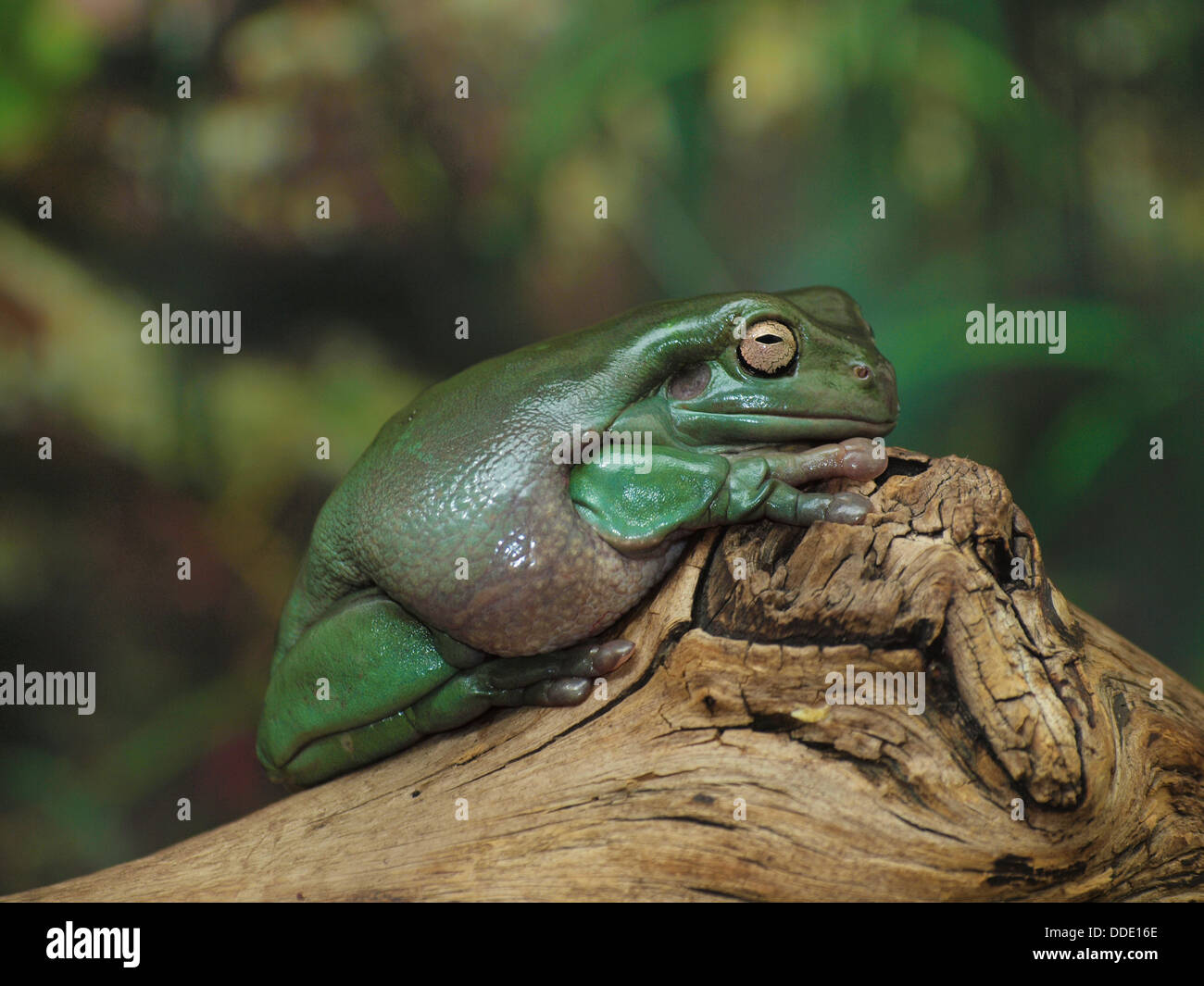 White's Dumpy Tree Frog on a branch Stock Photo - Alamy