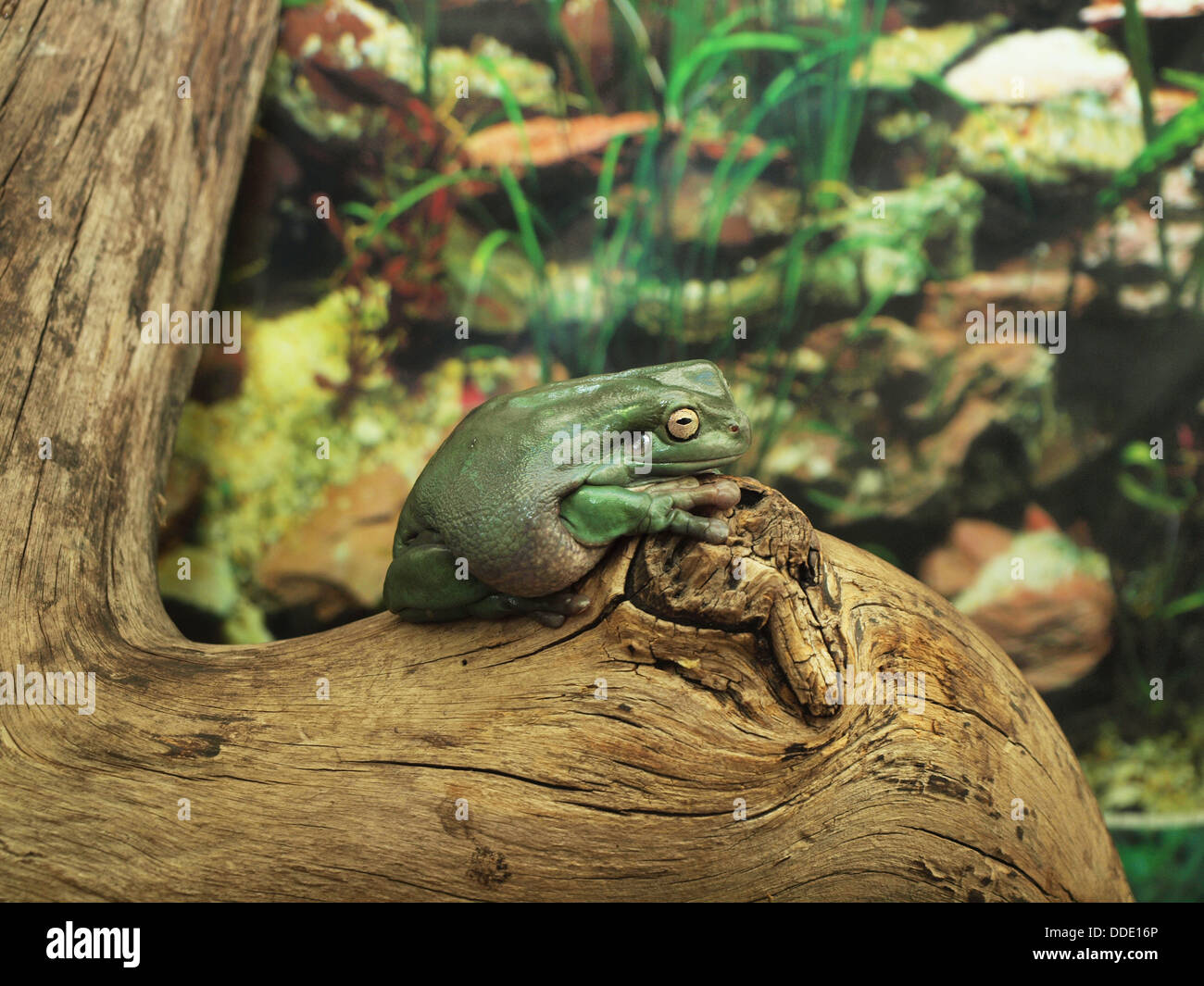 White's Dumpy Tree Frog on a branch Stock Photo - Alamy